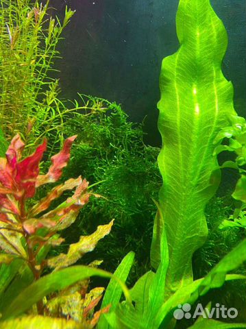 Еванский мох