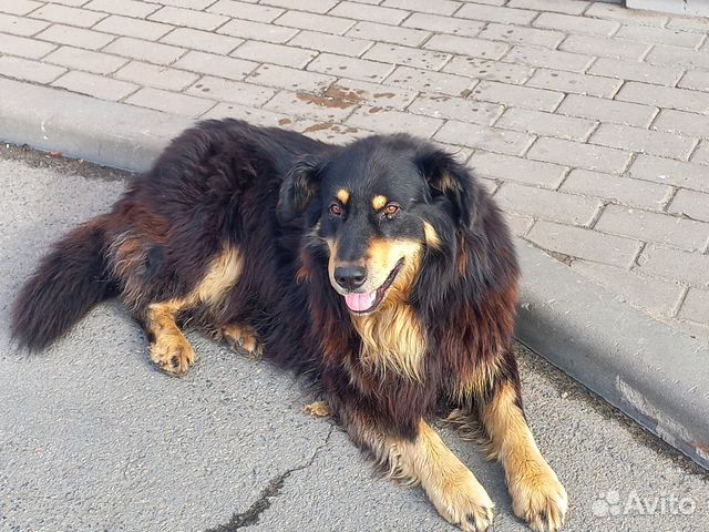 Собаки охранники