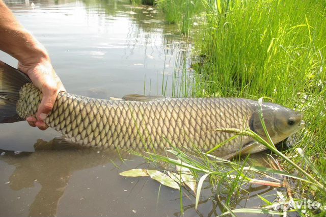 Живой белый амур. Зарыбление и очистка прудов