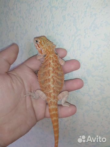 Бородатая агама