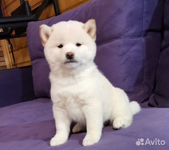 Мальчик и девочки Сиба (Шиба) ину от белой пары