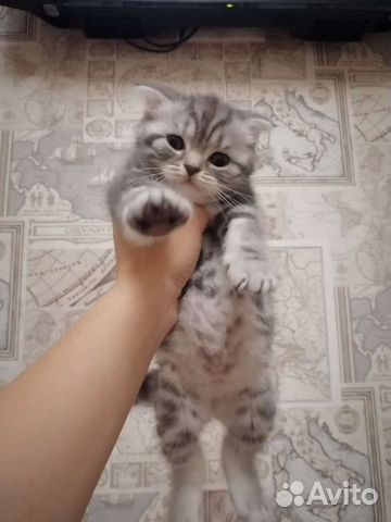 Шотландские вислоухие котята