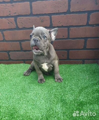 Голубое счастье