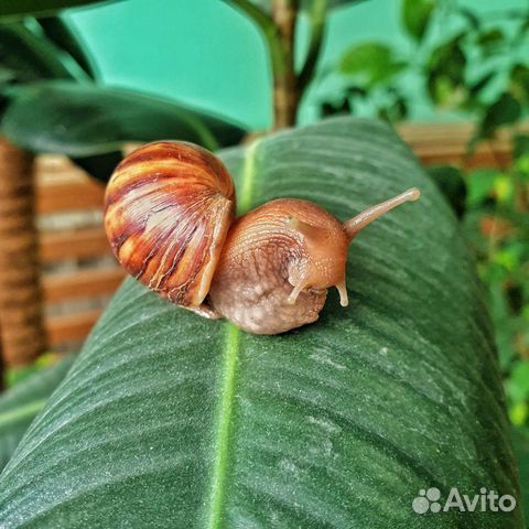 Улитки ахатины бесплатно