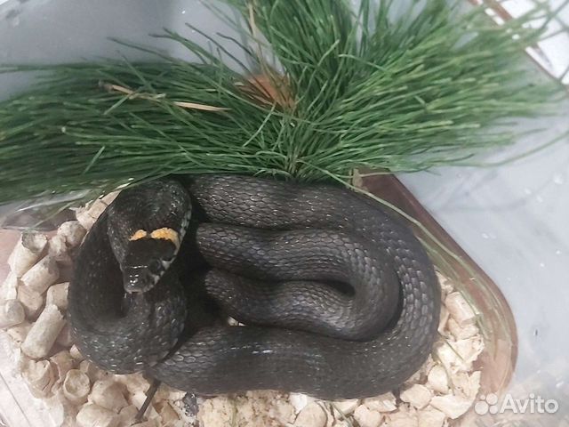 Уж взрослый