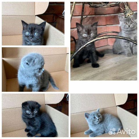 Кошки на ваш выбор
