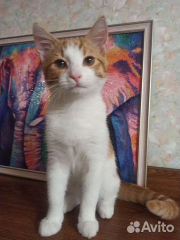 Чудный котенок в поисках дома