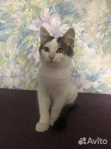 Кошечка Василиса ищет дом