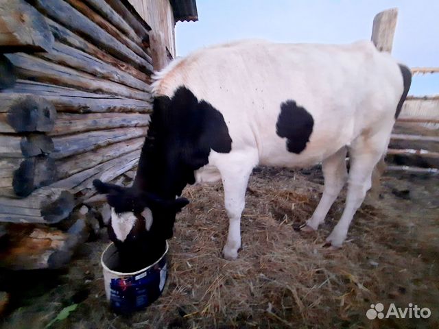 Продам тёлку