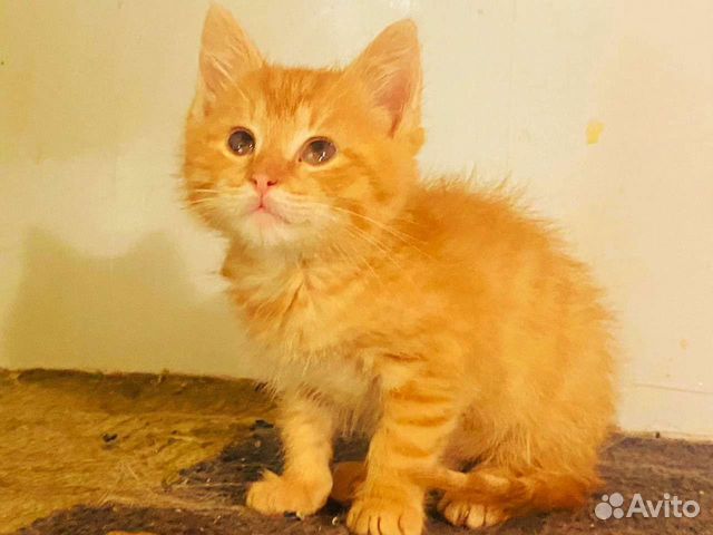 Рыжее счастье ищет место прописки