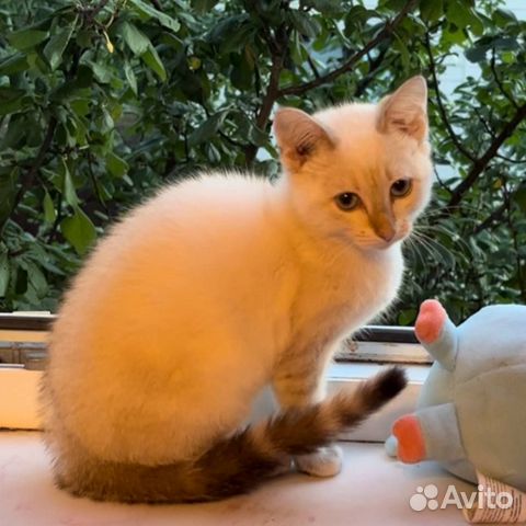 Балинезийский котёнок