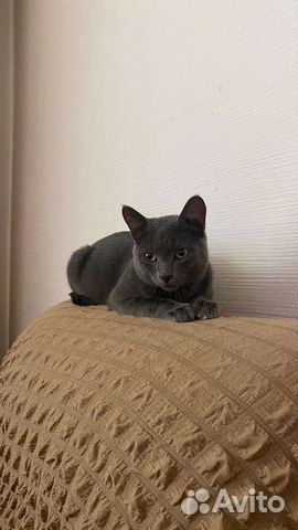 Котенок из рекламы Sheba