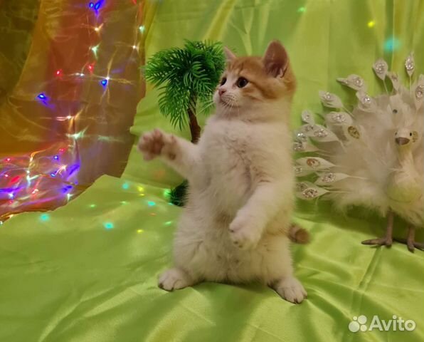 Мальчик шотландский