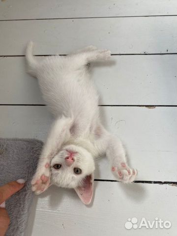 Котенок беляночка м. Домодедовская ищет дом