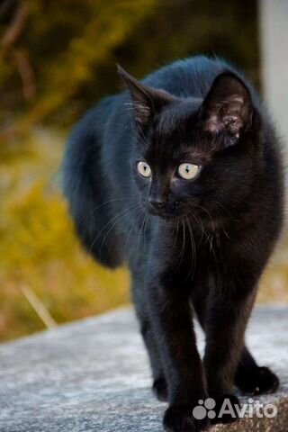 Кошка в дар бесплатно