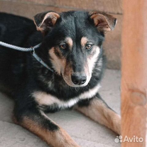 Тай щенок в добрые руки