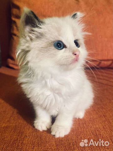Пушистик котенок Крошка Енот