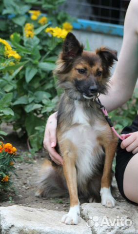 Мнлкая собачка Сенди ищет дом