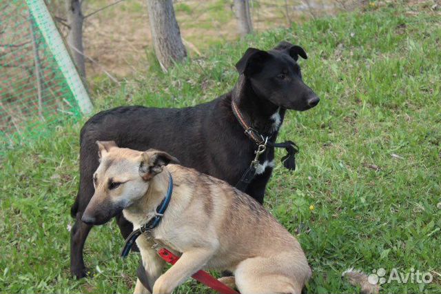 Собаки в добрые руки