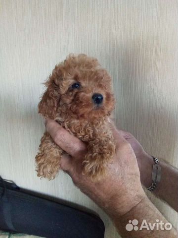 Той-пудель и карлики