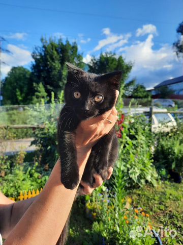 Котик в добрые руки