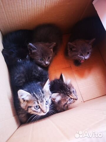 Семья котят ищет хозяйку или хозяина