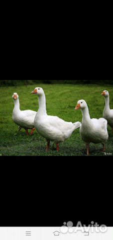 Продам живьём гусей,уток