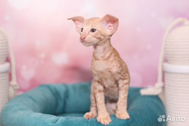 Котик крем тикинг