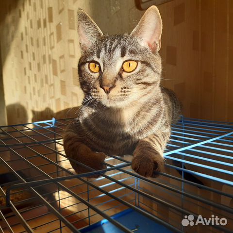Котёной ласковый, кастрированный в добрые руки