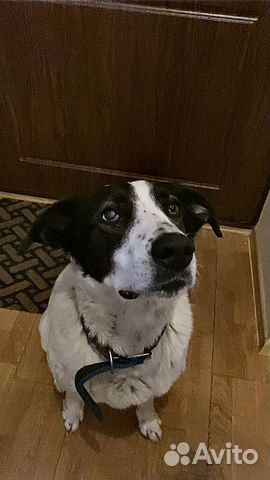 Щенок дворняги