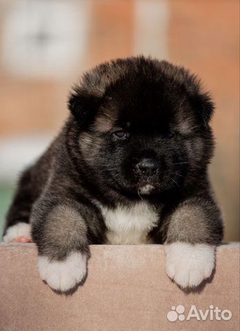 Американская акита