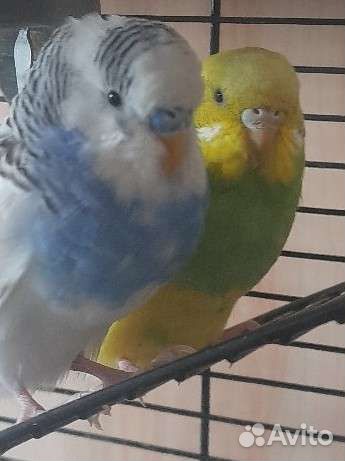 Пара волнистых попугаев
