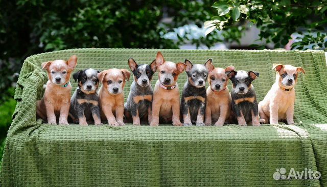 Австралийский хилер