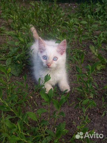 Котята в добрые руки бесплатно