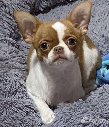 Чудная курносая девочка Огнива