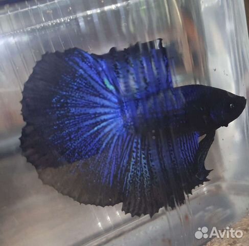 Аквариумные рыбки не менее 30 видов в наличии