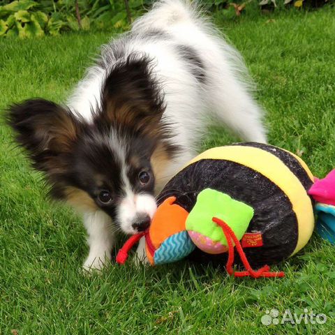 Папийон Лаффи