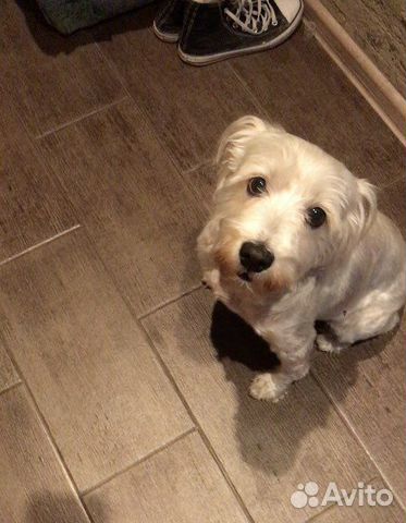 Пропавшая собака