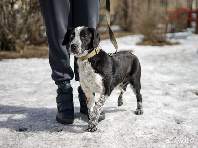 Некрупная собака в добрые руки