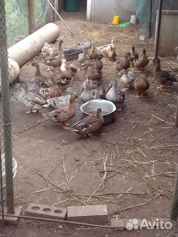 Утки кряковые чубарые и серебрянки