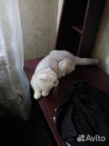 Британка мраморная