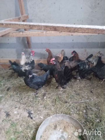 Подростки бентамок