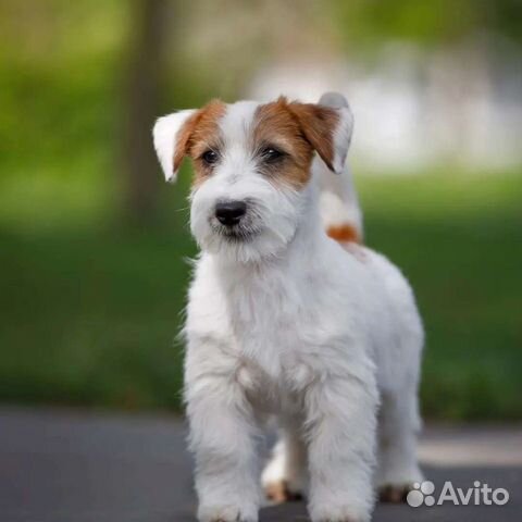 Щенки джек Рассел терьер