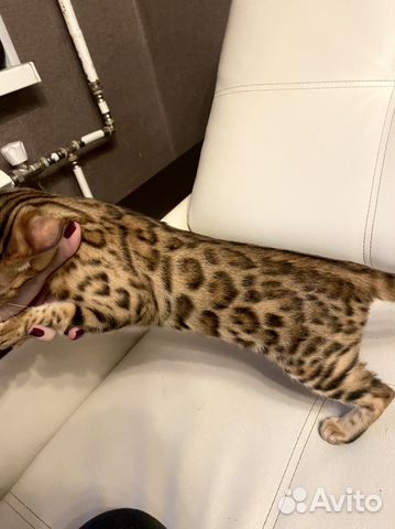 Бенгальские котята