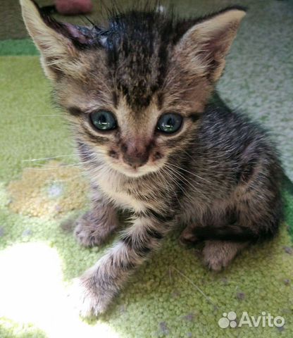 Котенок Лёля