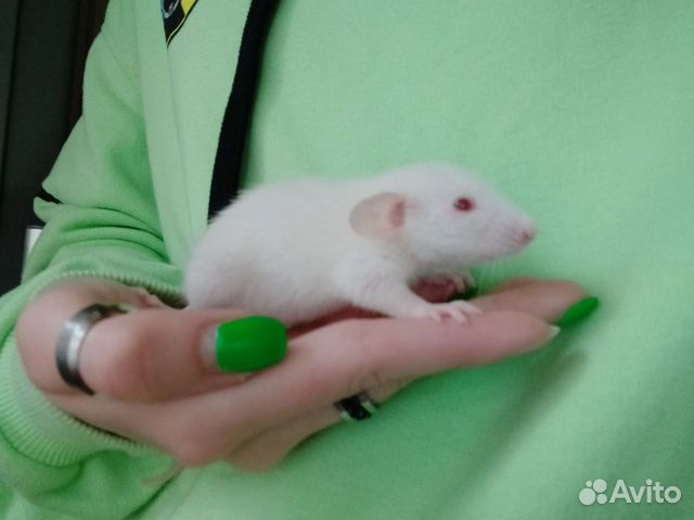 Крысята дамбо бесплатно