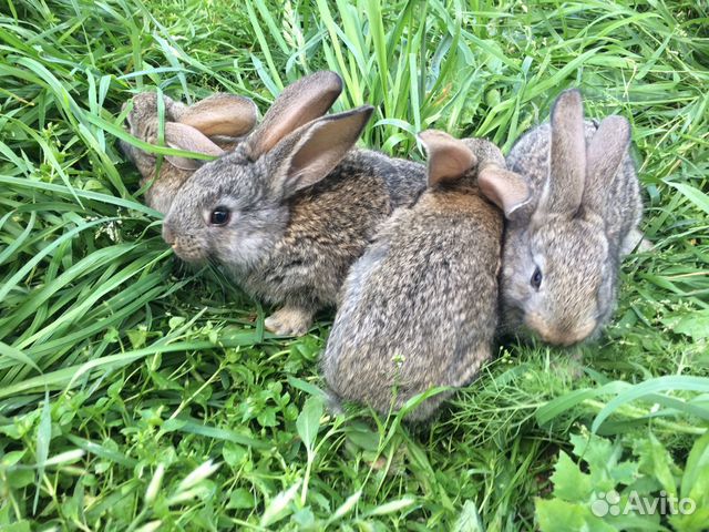 Крольчата