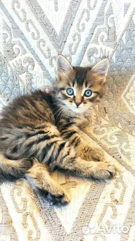 Котятки в дар бесплатно