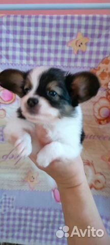 Щенки Бабочки