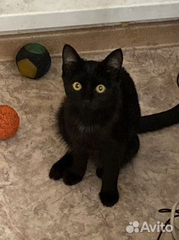 Котенок в добрые руки :)
